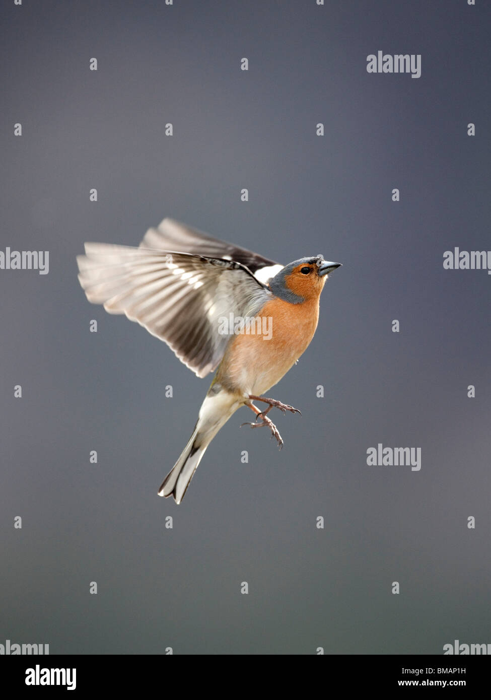 Male chaffinch Fringilla coelebs in flight with wings spread against a ...