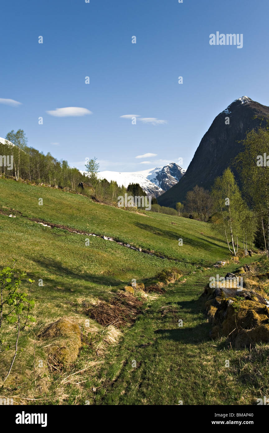 Breen trees hi-res stock photography and images - Alamy