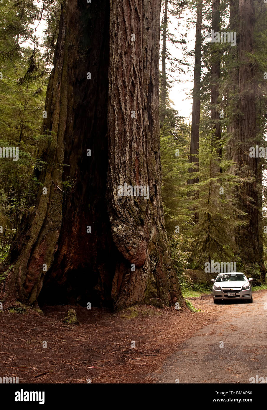 Redwood highway hi-res stock photography and images - Alamy