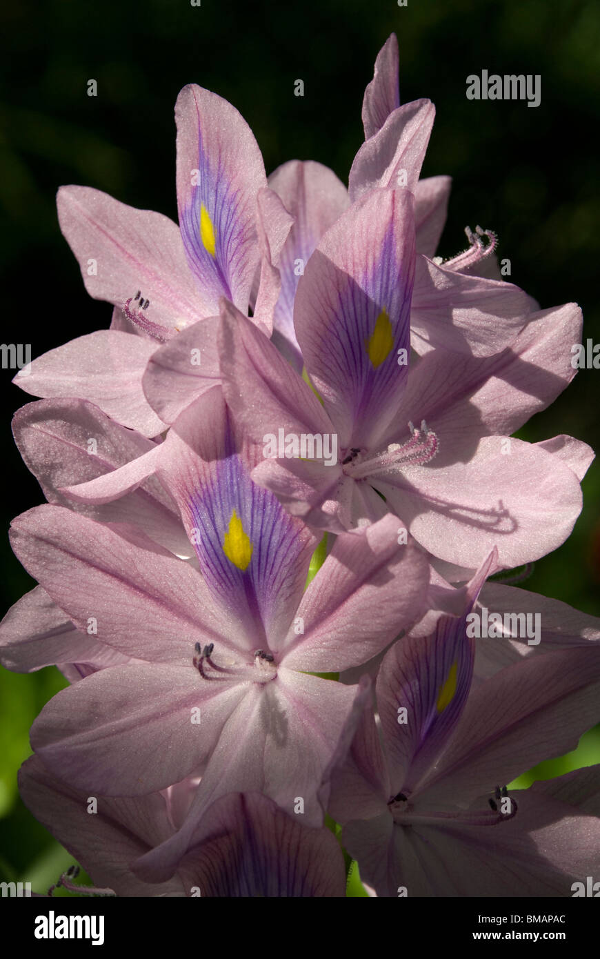Eichornia crassipes, Water Hyacinth Stock Photo - Alamy