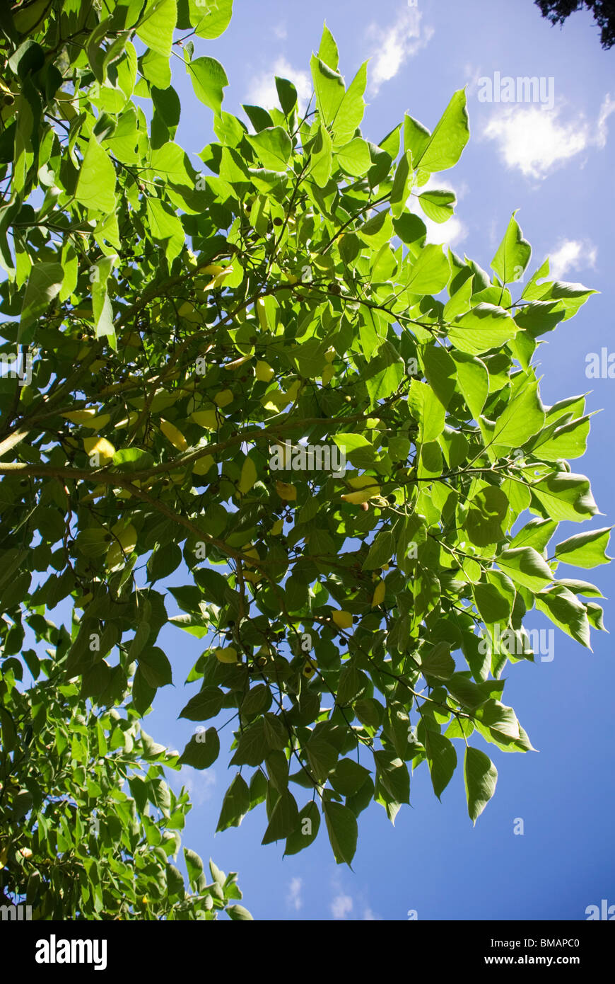 Broussonetia papyrifera, Paper Mulberry tree Stock Photo - Alamy
