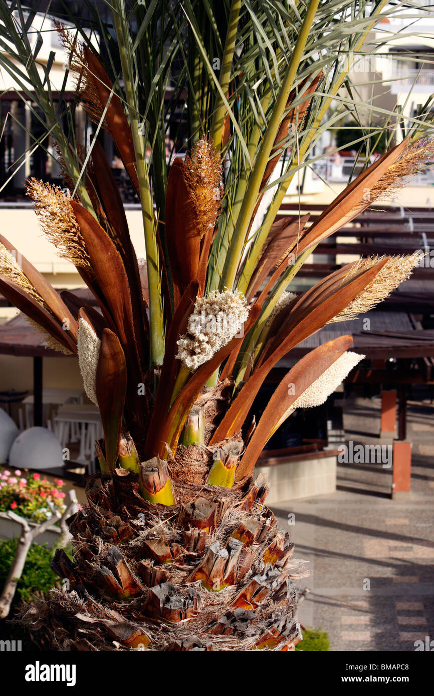 PHOENIX DACTYLIFERA. MALE FLOWER OF THE DATE PALM Stock Photo - Alamy