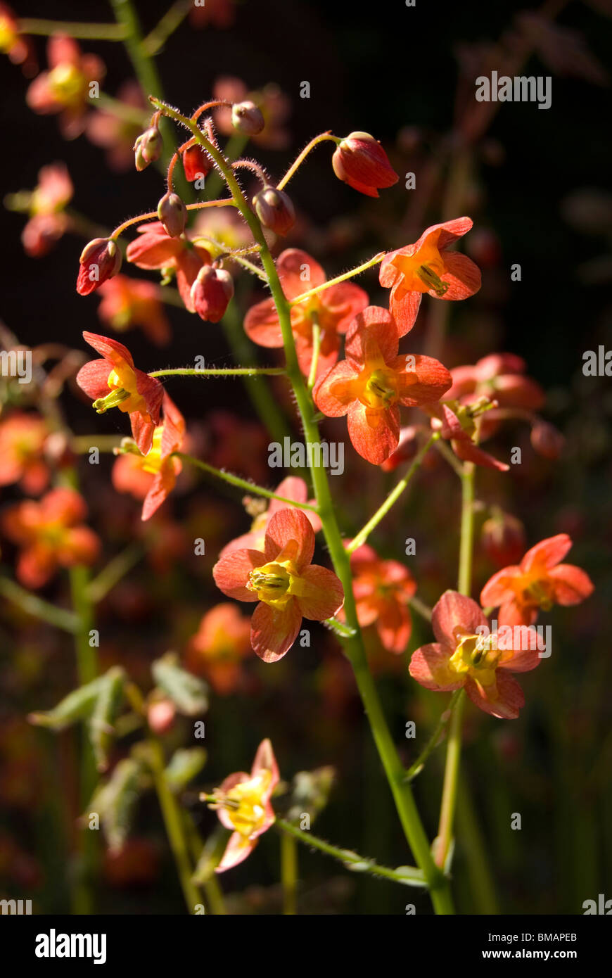 Epimedium hi-res stock photography and images - Alamy