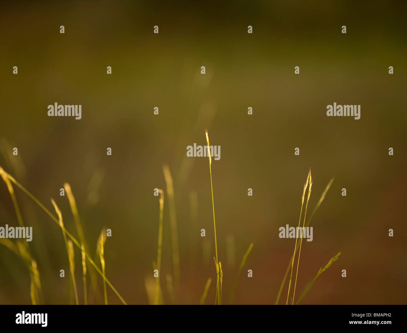 Reeds lake woods ontario canada hi-res stock photography and images - Alamy