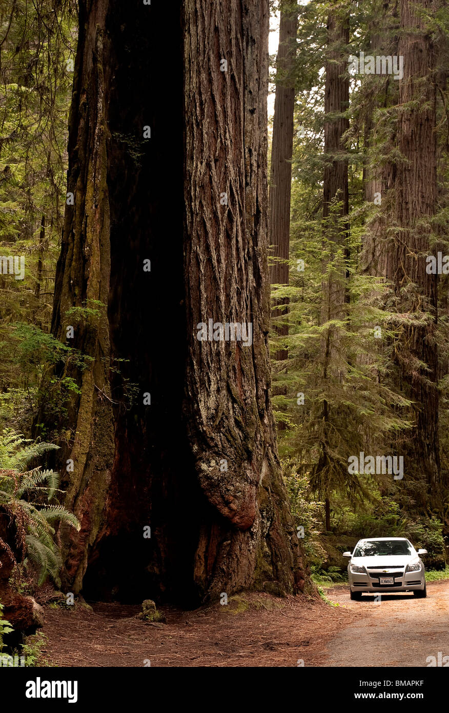 Redwoods Cars