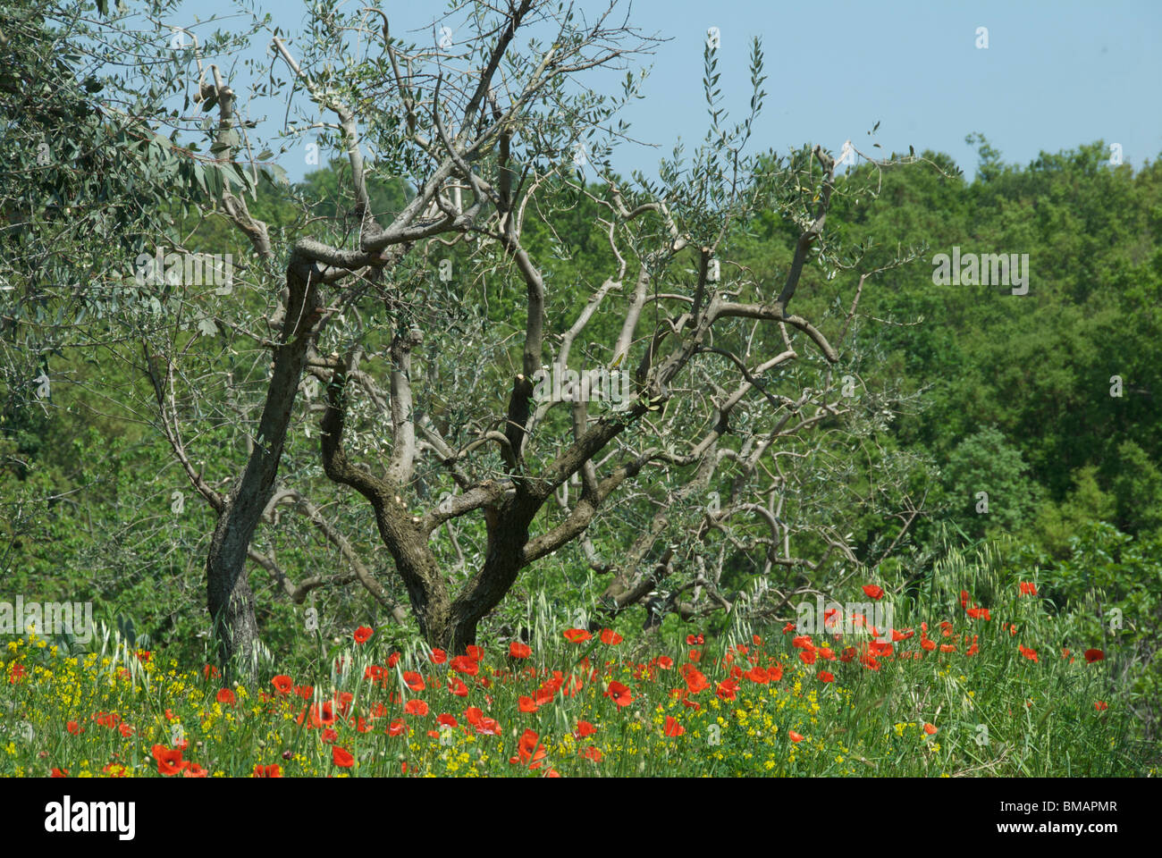 olive grove in Spring, Puglia, Italy Stock Photo - Alamy