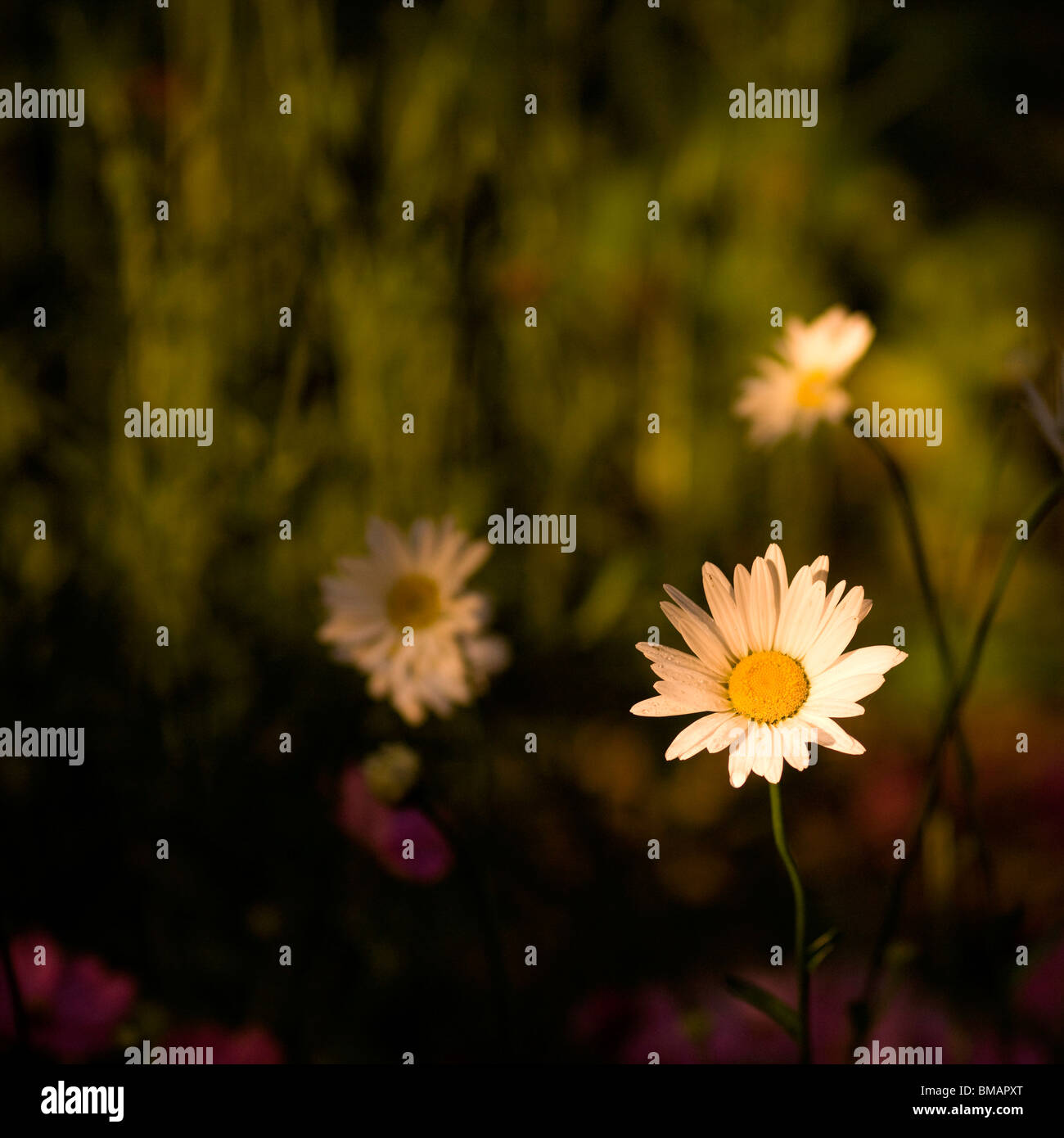 Lake Of The Woods, Ontario, Canada; Daisies In A Flowerbed Stock Photo ...