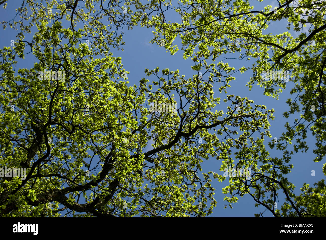 Quercus robur, Oak trees Stock Photo - Alamy