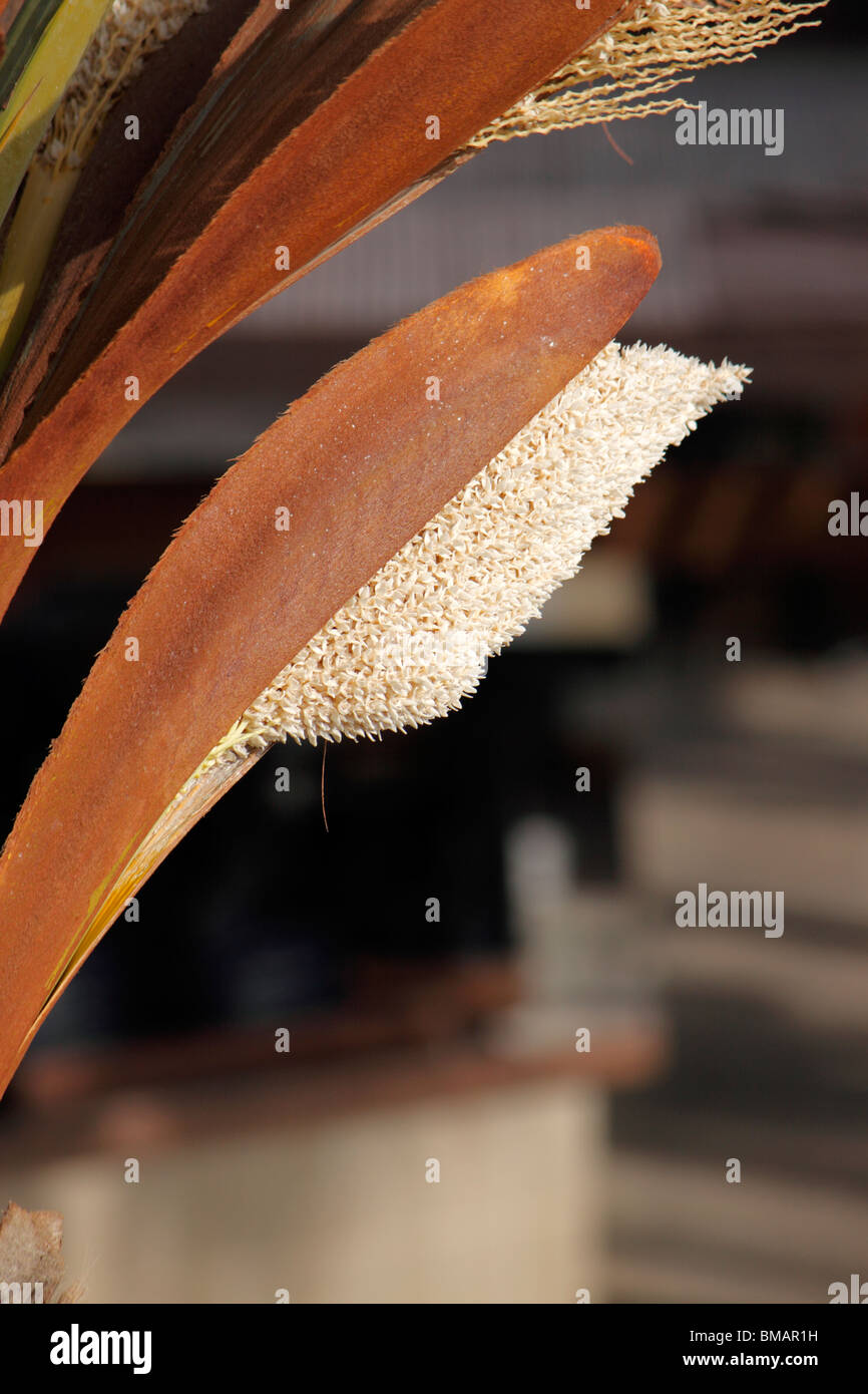 PHOENIX DACTYLIFERA. MALE FLOWER OF THE DATE PALM Stock Photo - Alamy