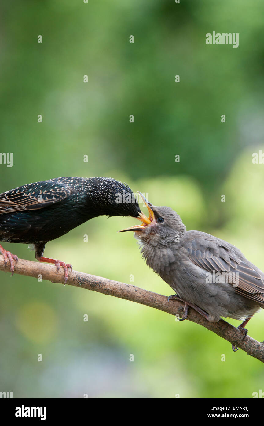 Sturnus vulgaris. Starling feeding a young fledgling Stock Photo - Alamy