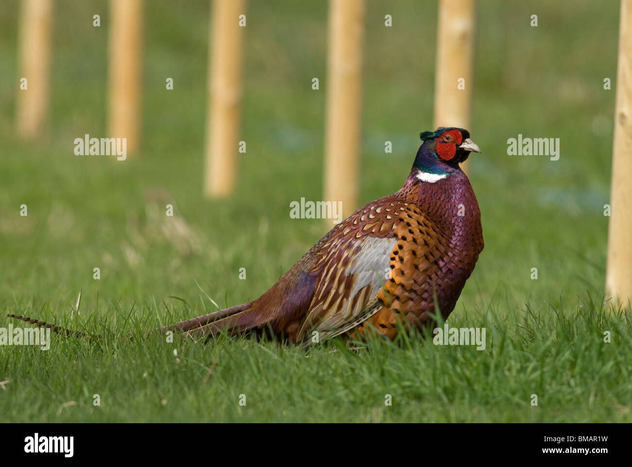 Colourful fence posts hi-res stock photography and images - Alamy