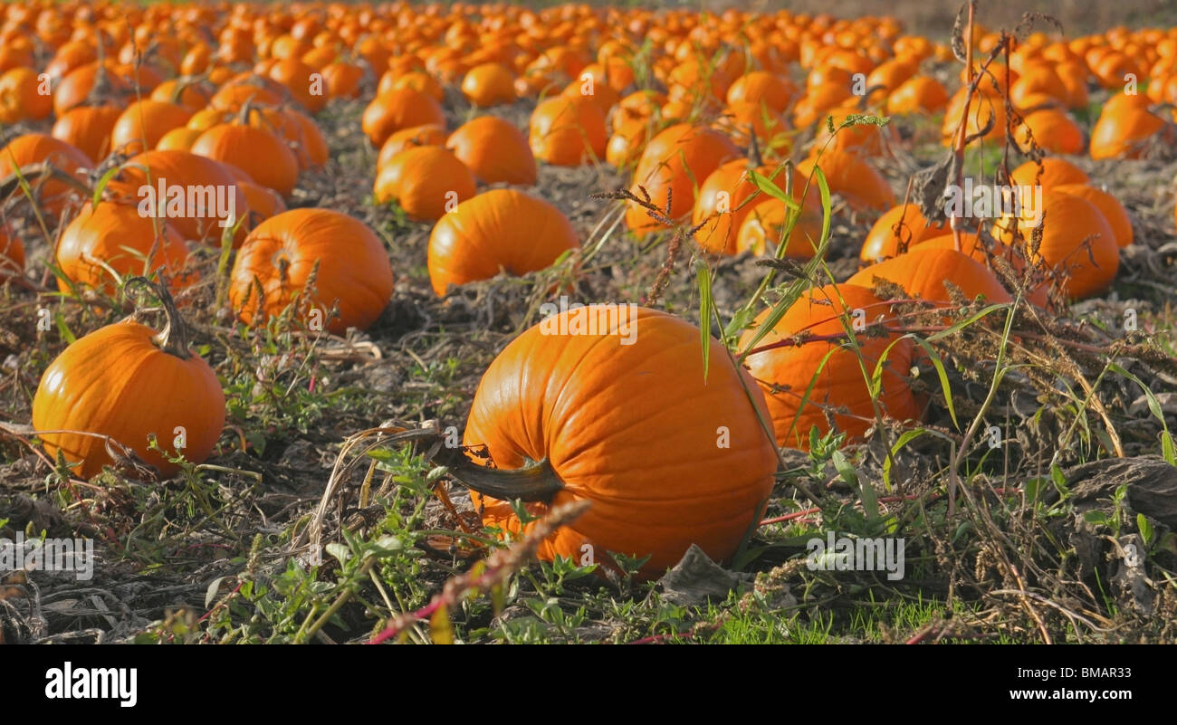 Agricultural patch hi-res stock photography and images - Alamy