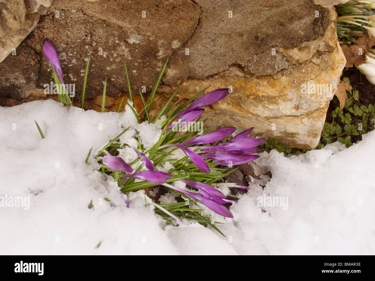 Purple crocus blooming hi-res stock photography and images - Alamy