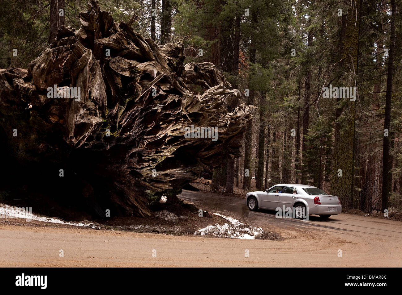 Auto tree in Sequoia national Park California USA Stock Photo - Alamy