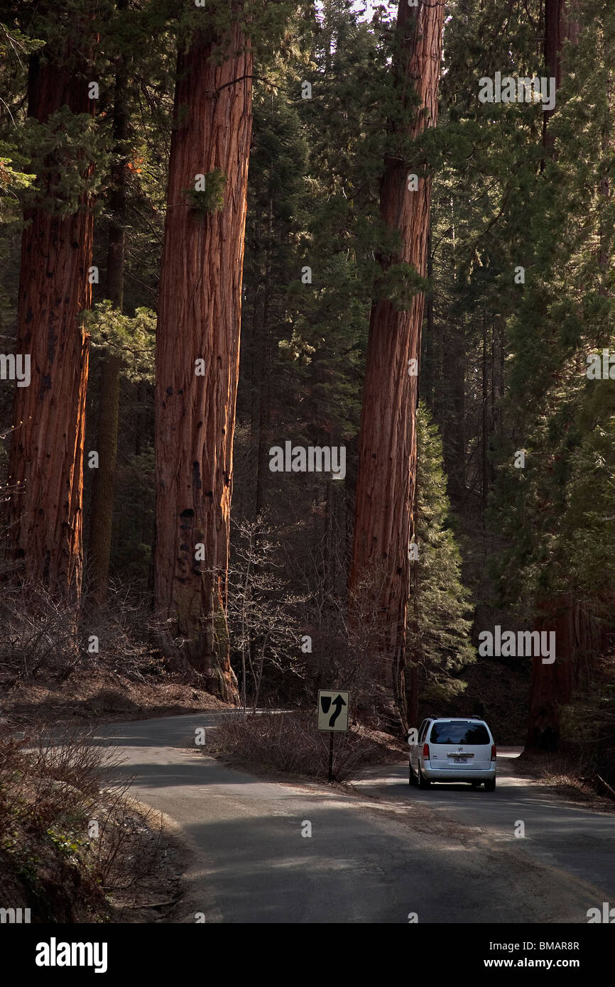 Giant sequoia trees car giant hi-res stock photography and images - Alamy