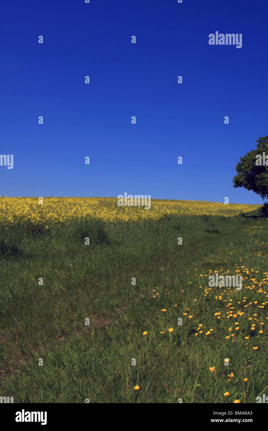 A sunny view over farmland showing part of a tree with the horizon ...