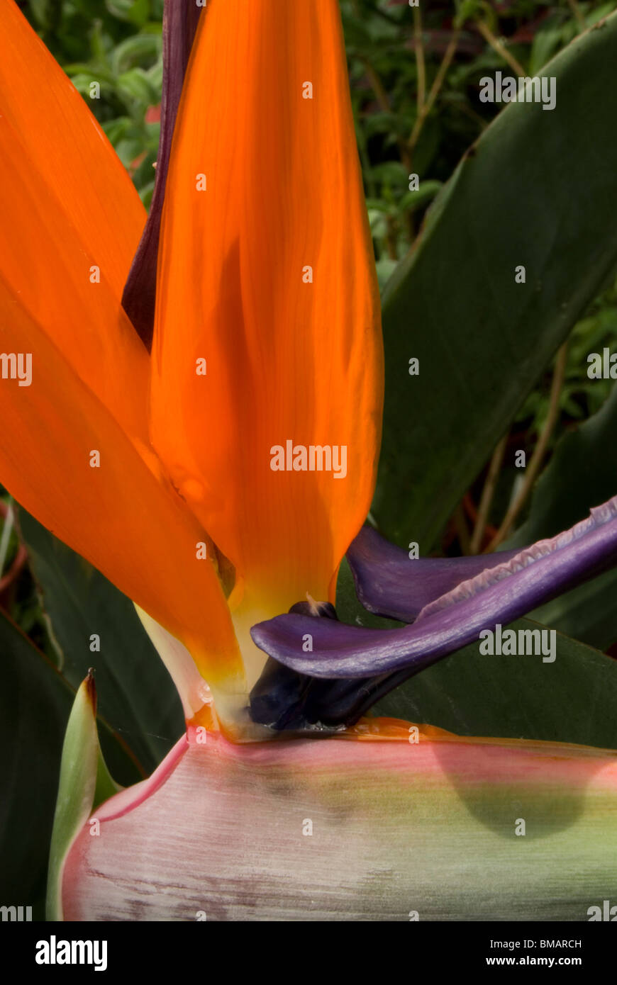 Strelitzia reginae, Bird of Paradise Flower Stock Photo - Alamy