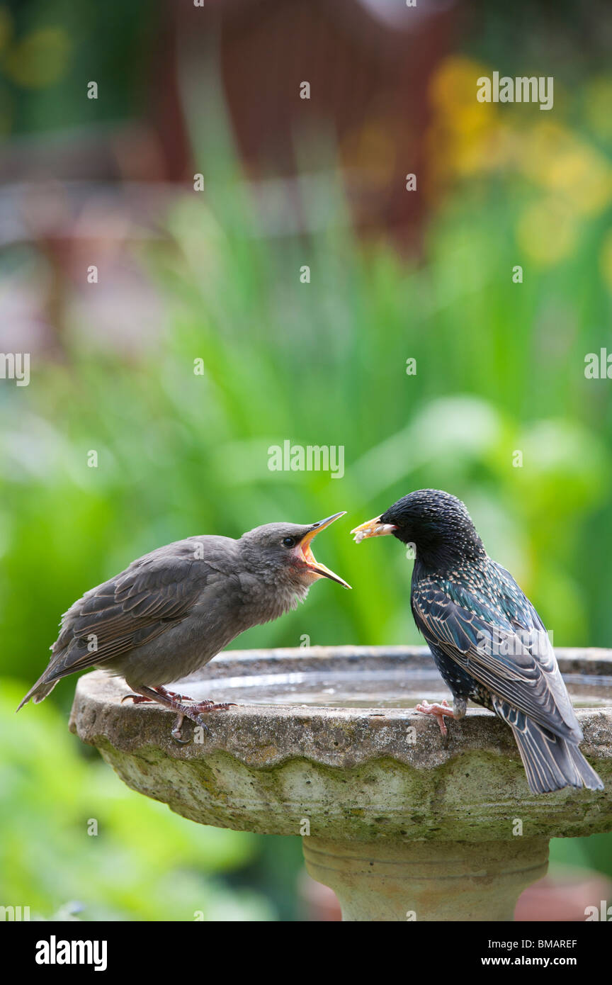 Birds feeding their young hi-res stock photography and images - Alamy