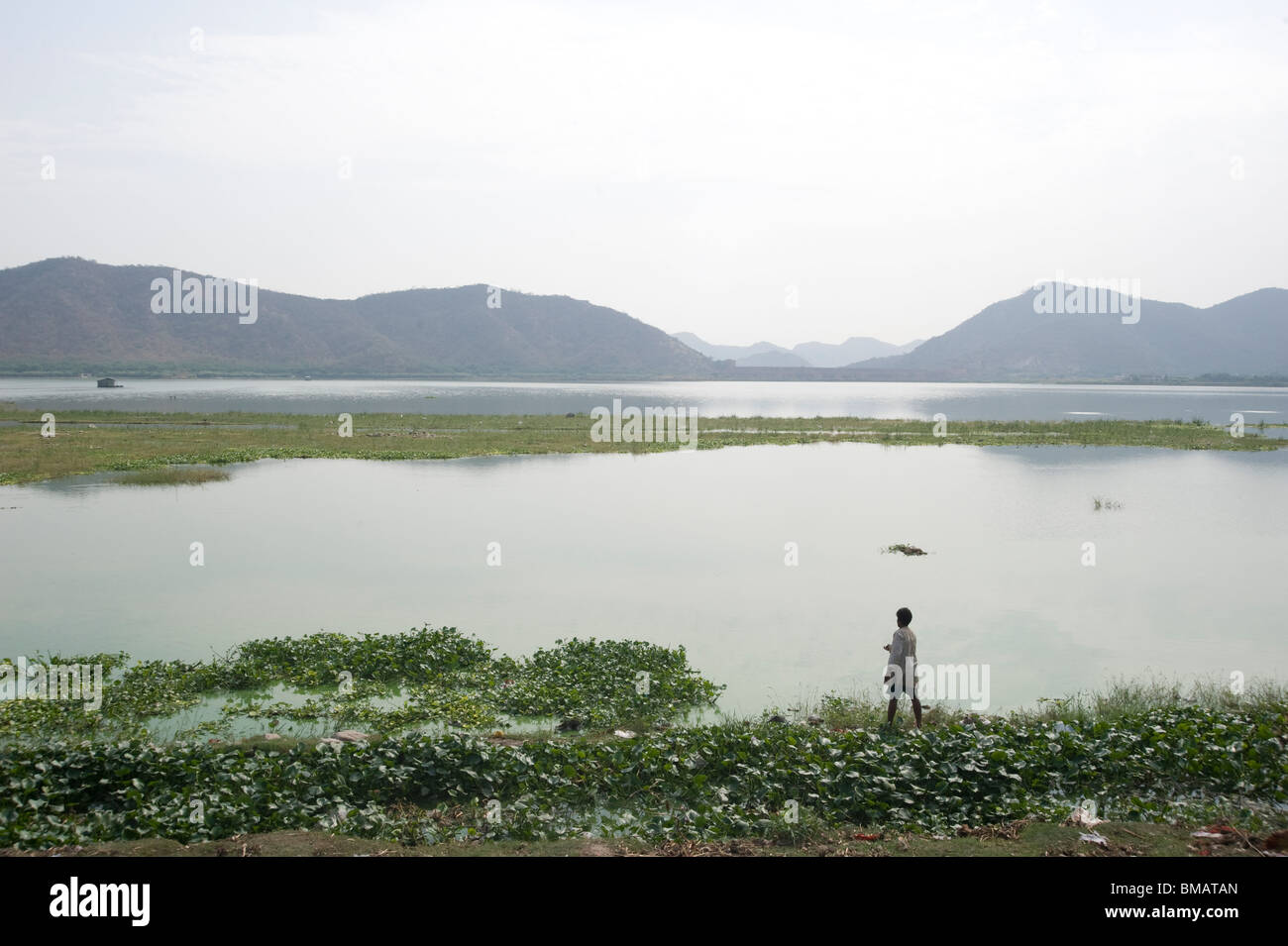 Amber fish hi-res stock photography and images - Alamy