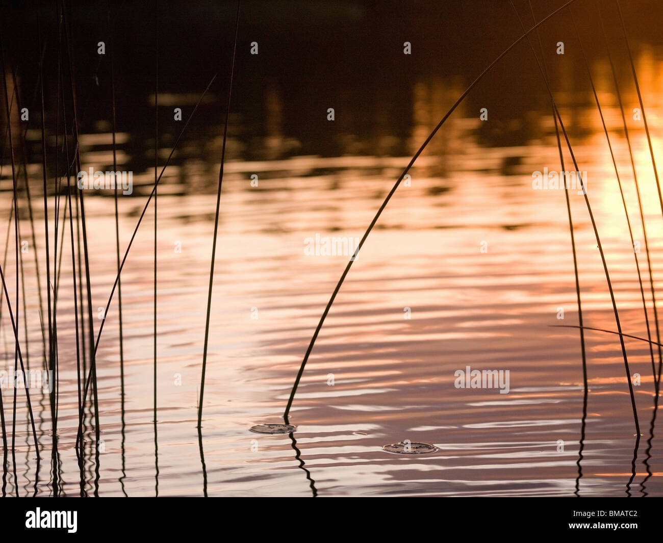 Lake Of The Woods, Ontario, Canada; View Of Reeds In A Lake Stock Photo ...