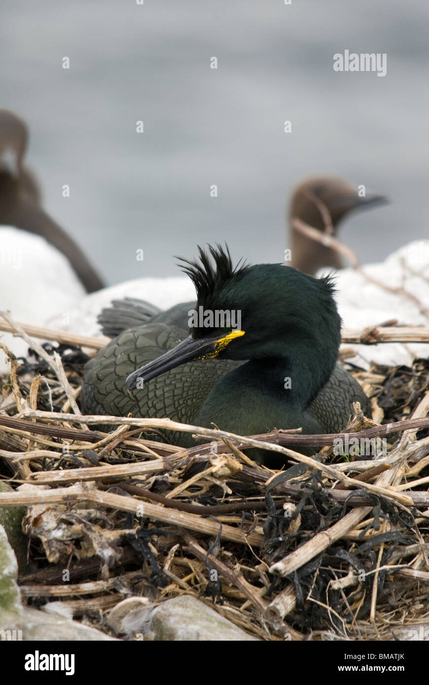 Shag on nest hi-res stock photography and images - Alamy