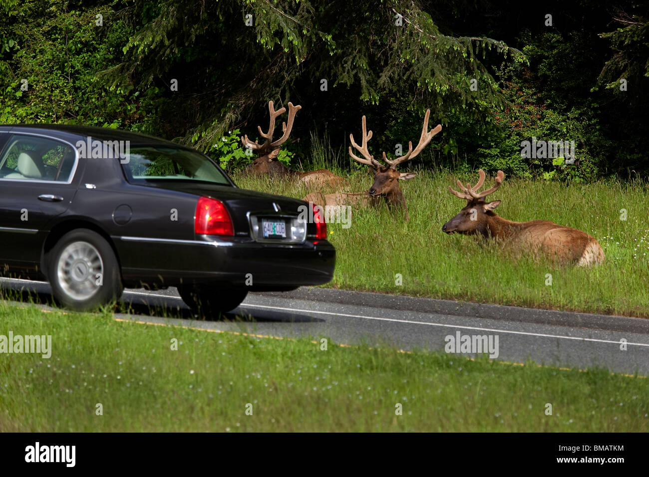 Redwood highway hi-res stock photography and images - Alamy