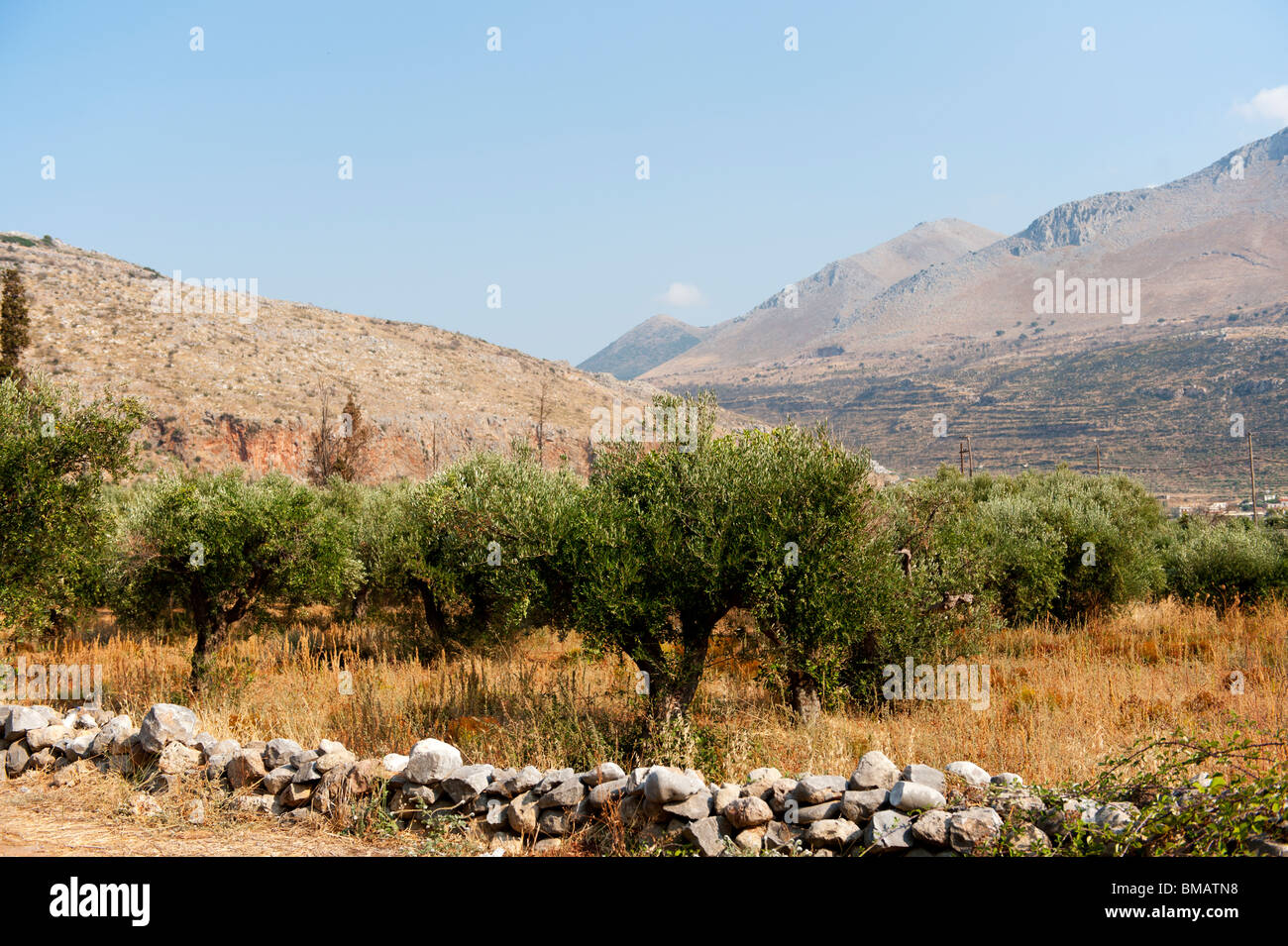 Mani Landscape with olive trees and mountains at the peloponnesos Stock ...