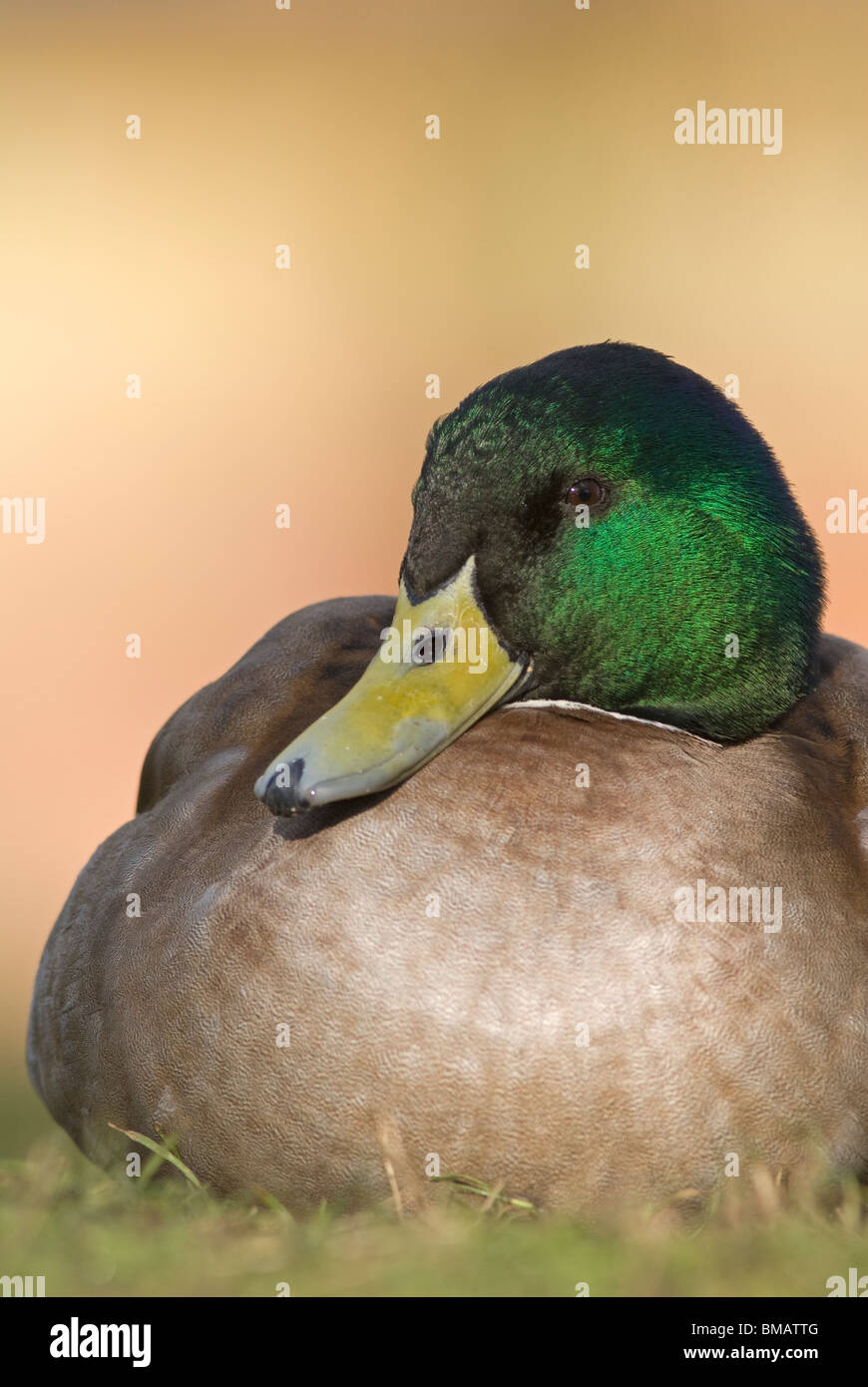 Resting mallard drake hi-res stock photography and images - Alamy