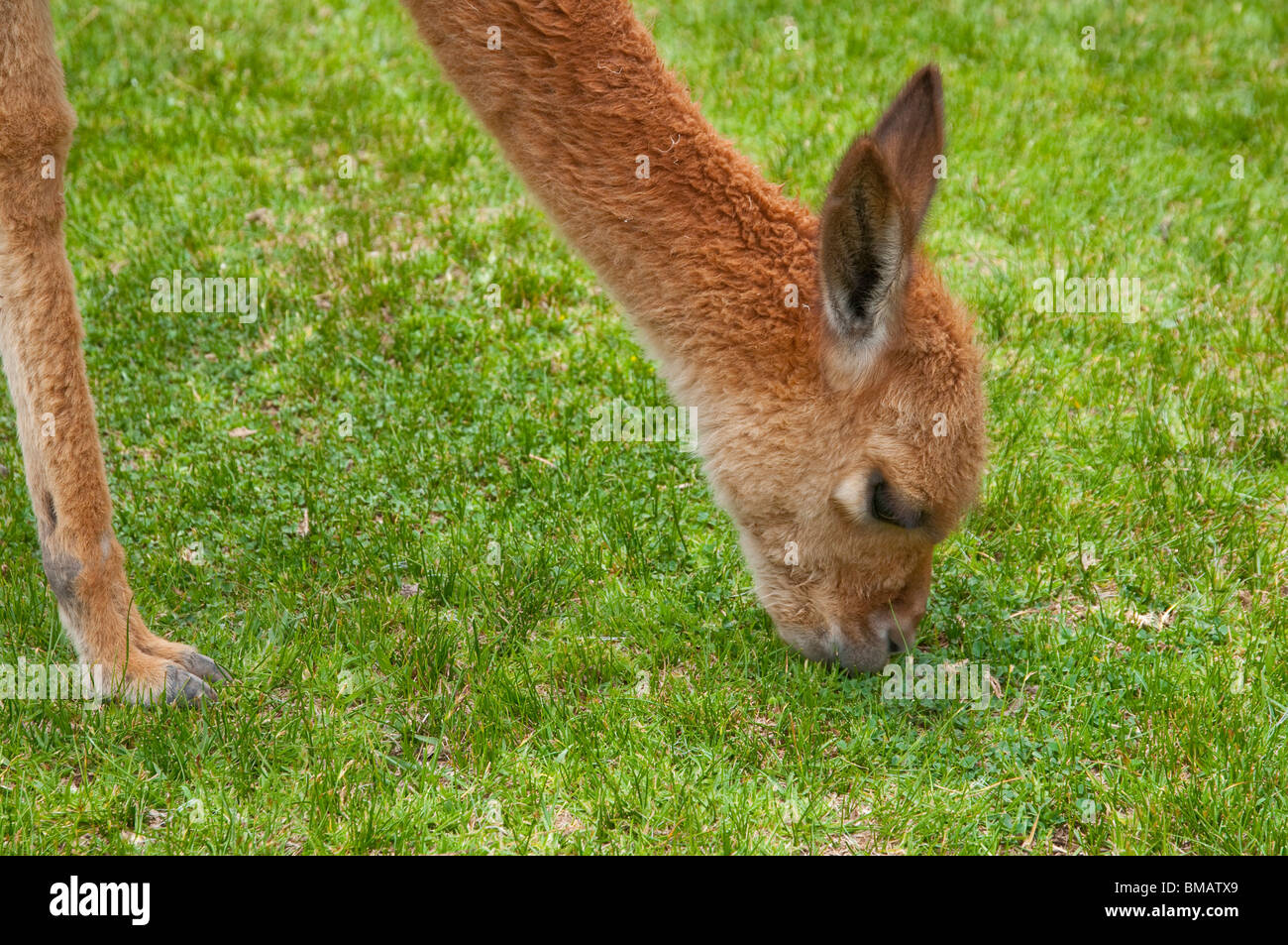 Vicuna High Resolution Stock Photography and Images - Alamy