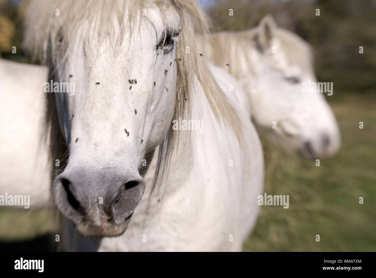 Equine pics hi-res stock photography and images - Alamy