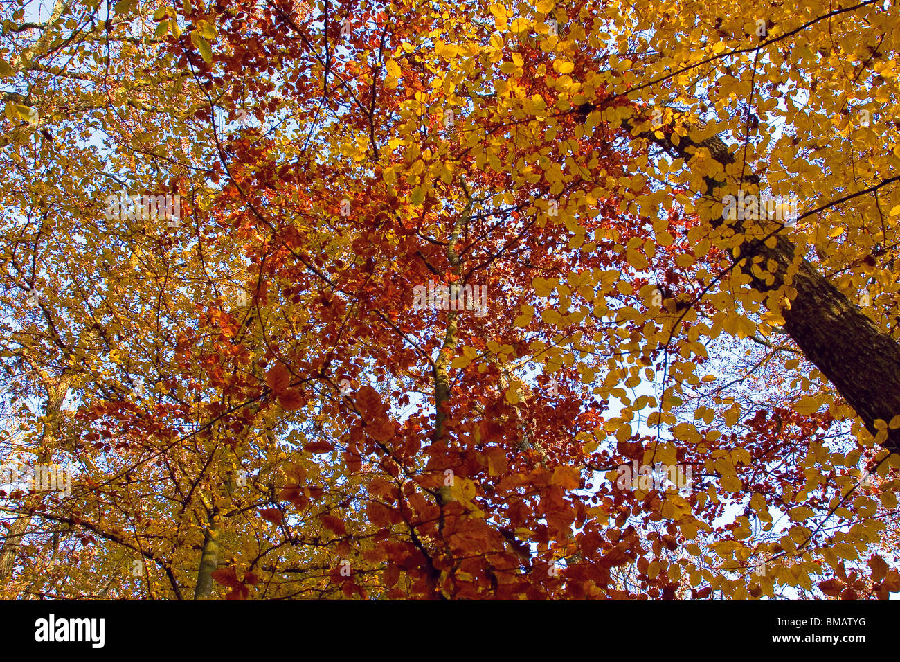 Colors in autumn fall Stock Photo - Alamy
