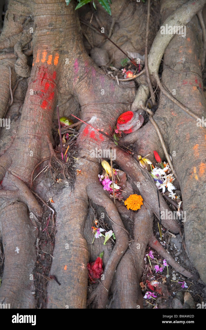 Tree worship ; Calcutta now Kolkata ; West Bengal ; India Stock Photo ...