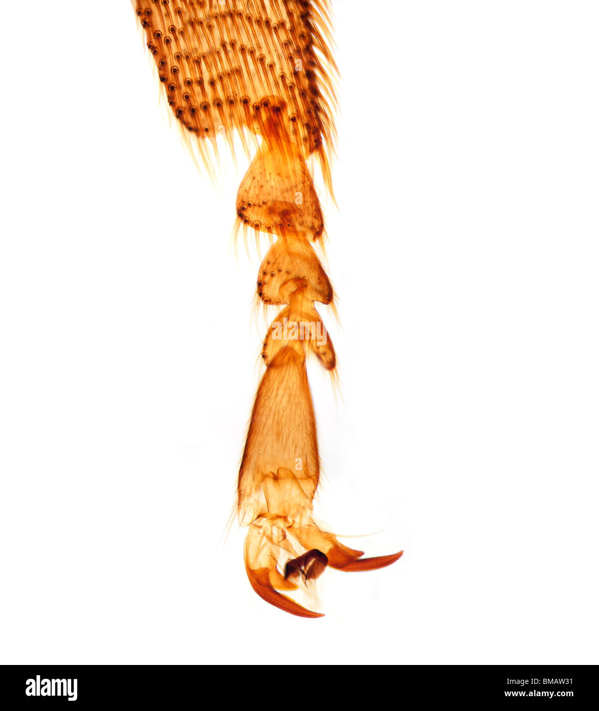 Microscope image of the third leg of a Honey Bee on a white background ...