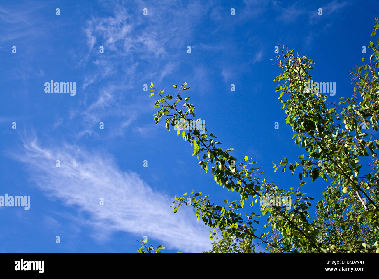 Tree branches viewed from below extending into a blue sky Stock Photo ...