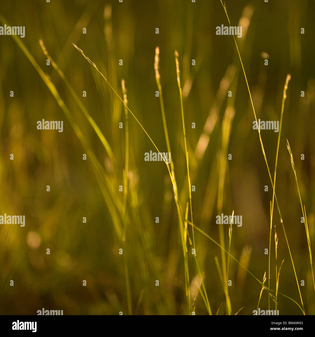 Reeds lake woods ontario canada hi-res stock photography and images - Alamy