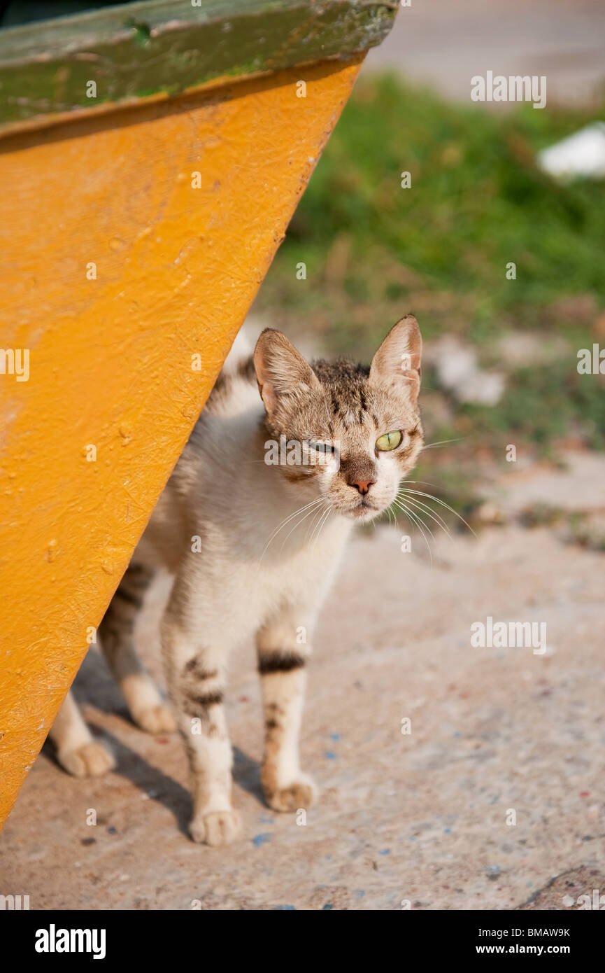Alley cat hi-res stock photography and images - Alamy