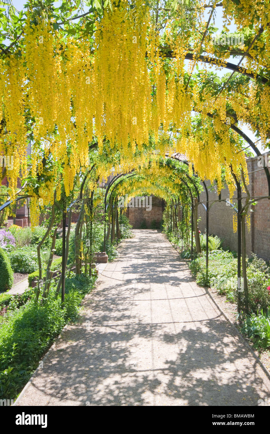 Laburnum arch hi-res stock photography and images - Alamy