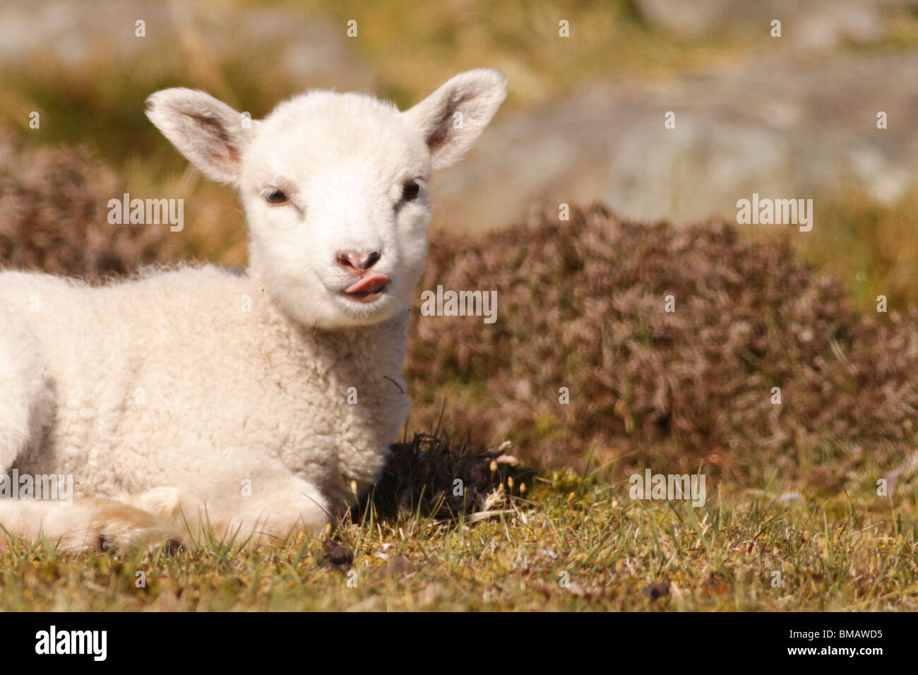 Young lamb on the Shetland Islands Stock Photo - Alamy
