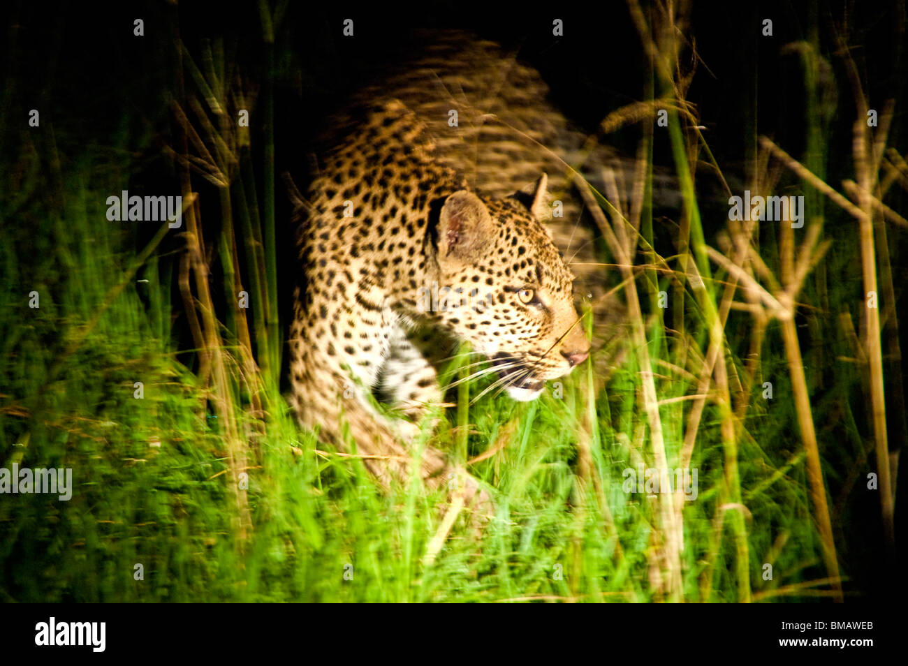 Mala mala game reserve hi-res stock photography and images - Alamy