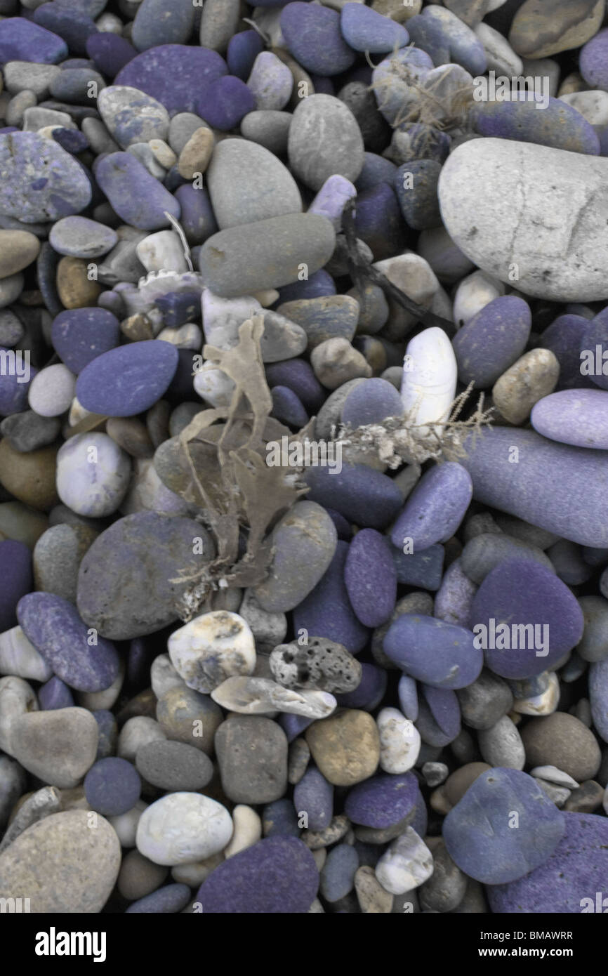 Pebbles on English Beach,multi coloured and with seaweed Stock Photo ...
