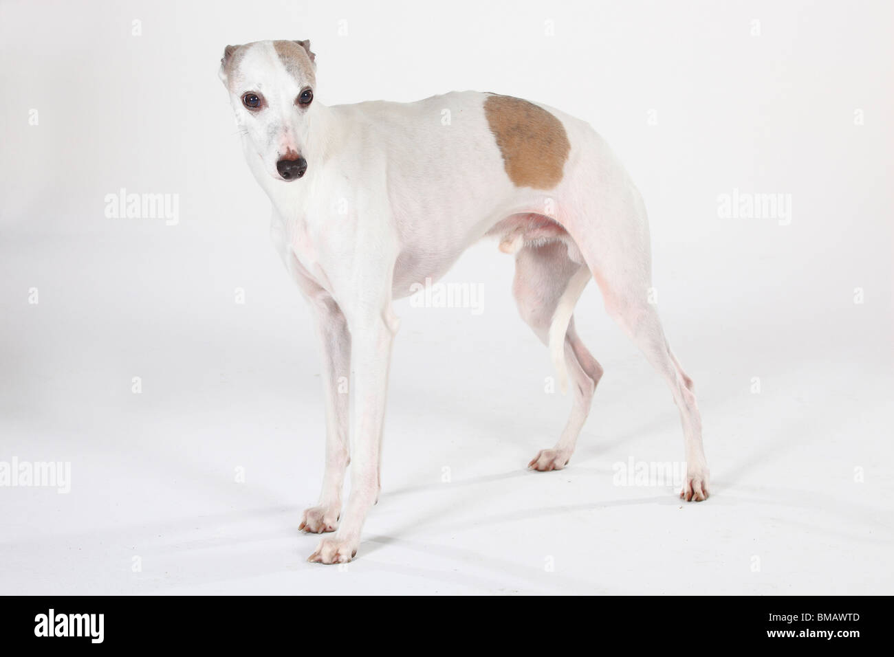 Whippet standing hi-res stock photography and images - Alamy