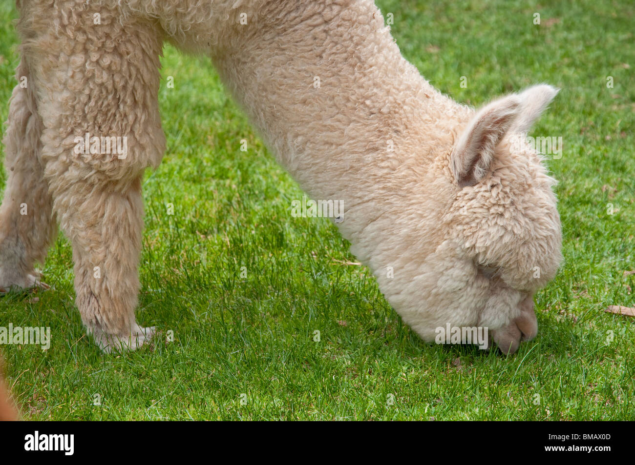 Closeup of the alpaca grazing in a pasture in Peru, south America Stock ...