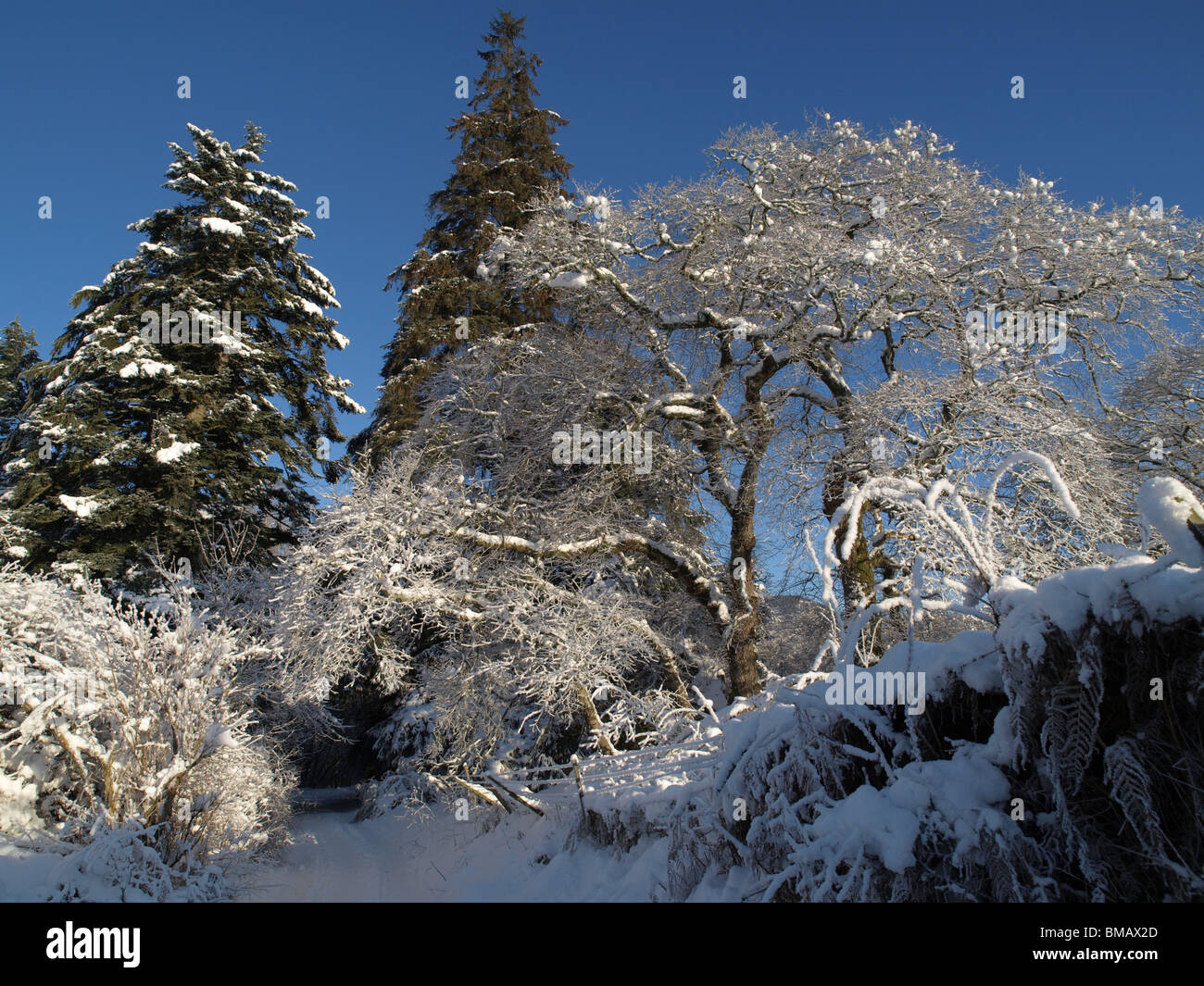 A snowy winter wonderland backed by bright blue sky Stock Photo - Alamy