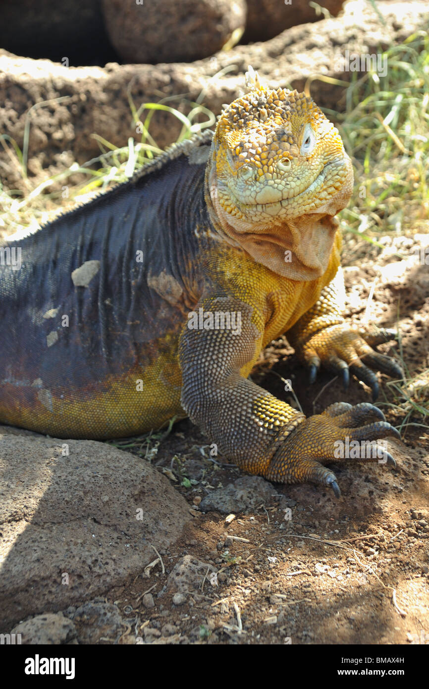 Galapagos Land Iguana Stock Photo - Alamy