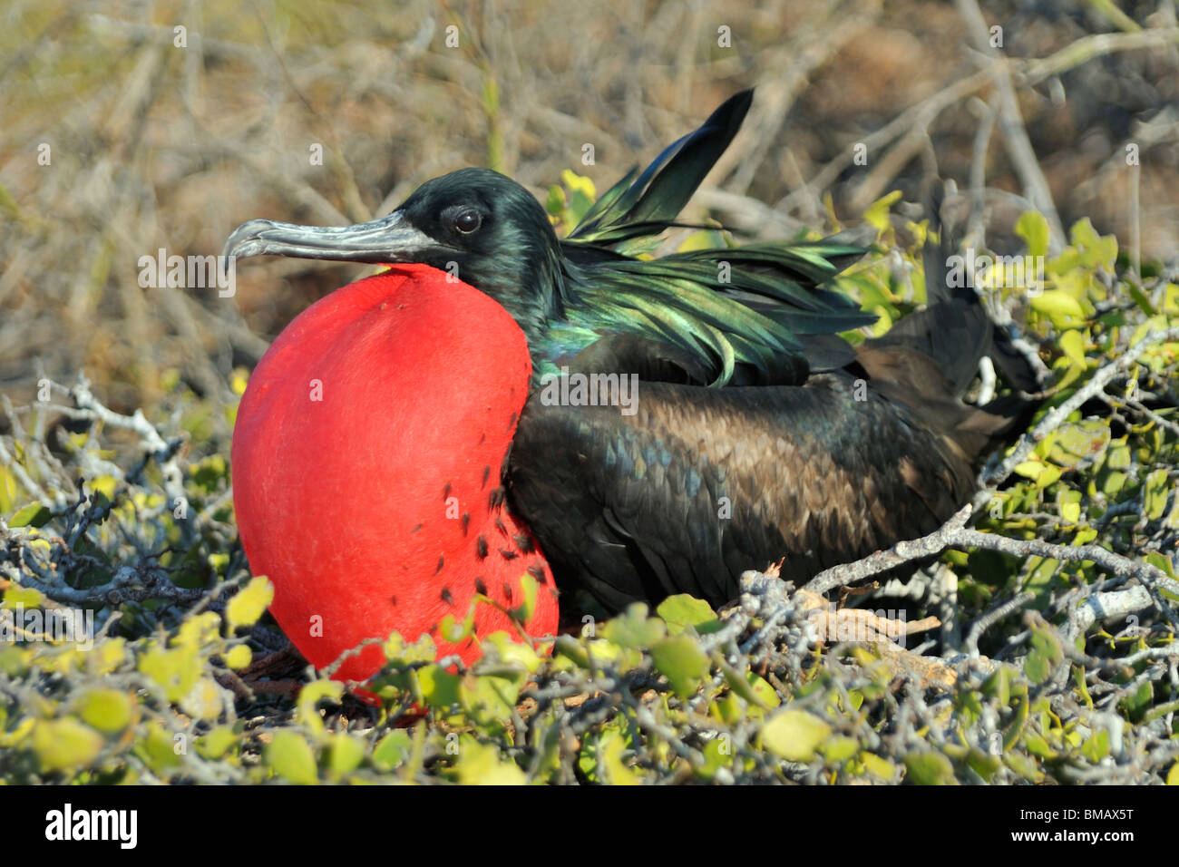Male Great Frigate Bird with inflated red throat pouch, Galapagos Stock ...