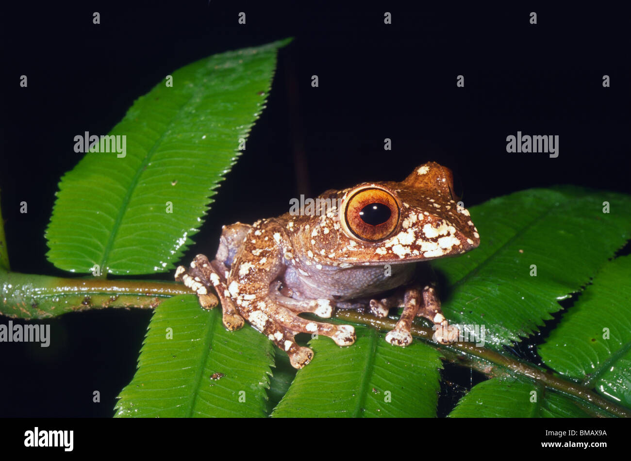Treefrog, Ranomafana, Madagascar Stock Photo - Alamy