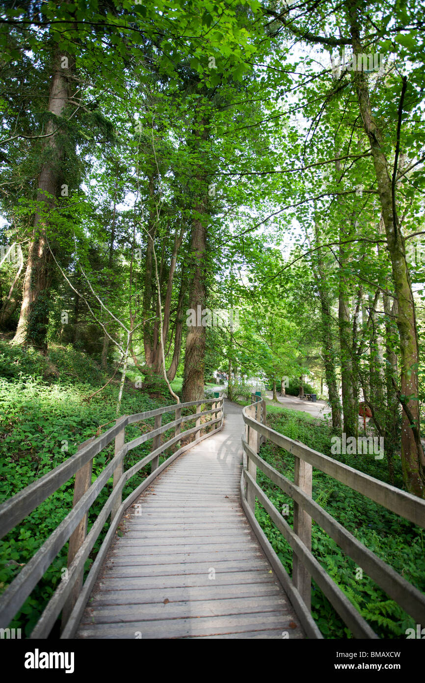 wooden walkway through trees in a park Stock Photo - Alamy