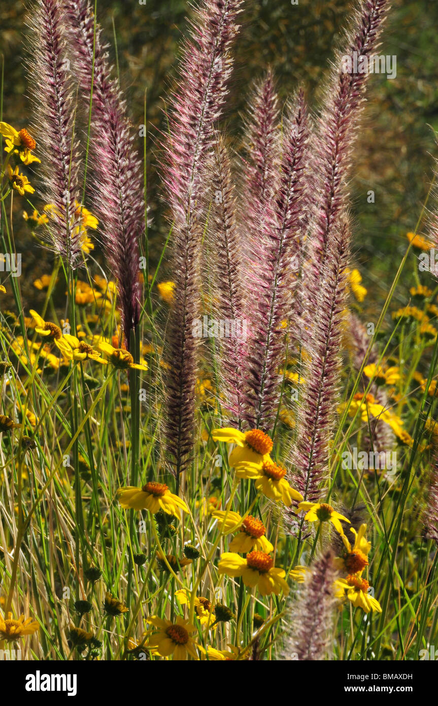 Fountain Grass, (Pennisetum setaceum), an invasive species, grows in ...