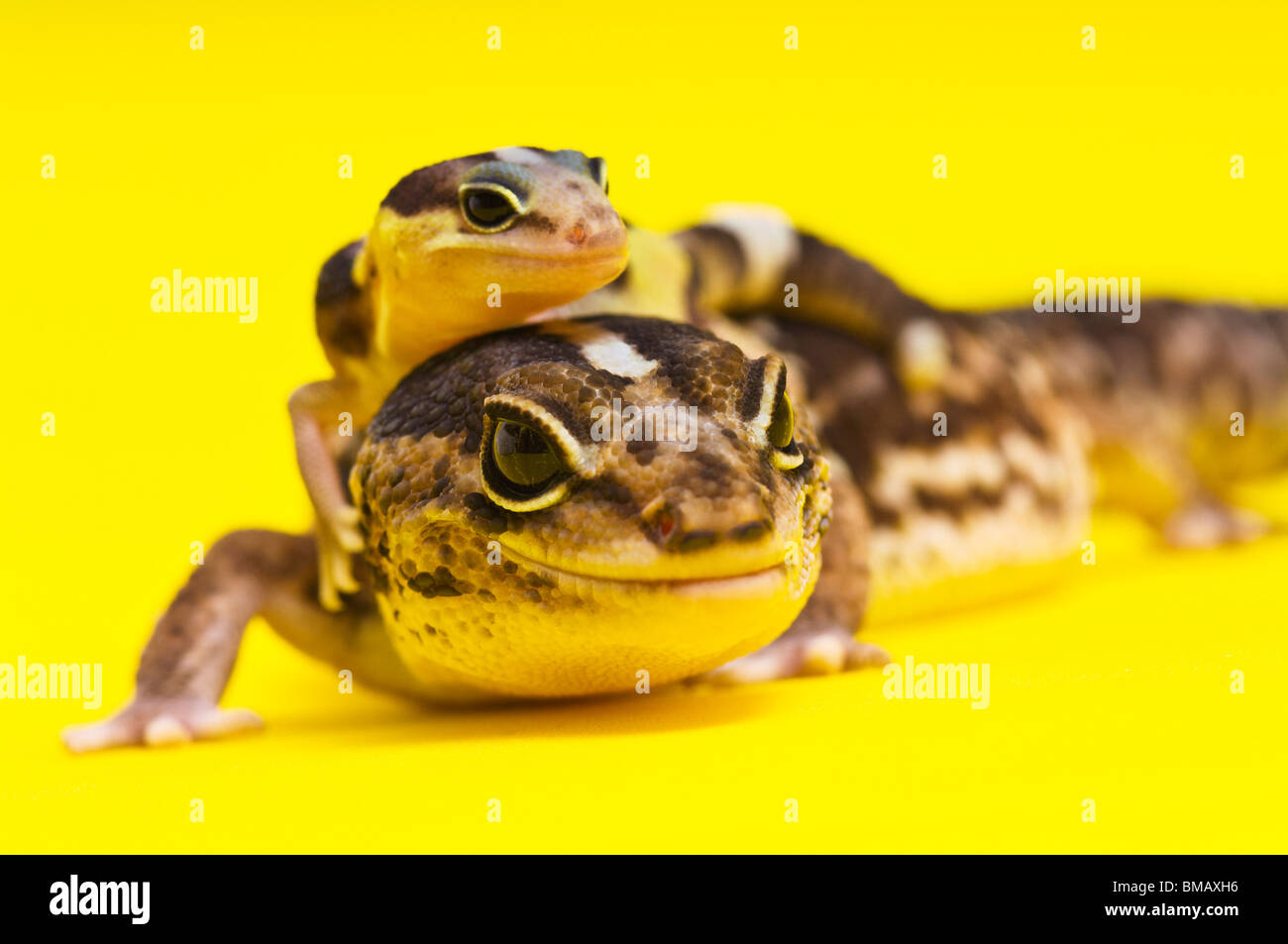 Design pics mother hi-res stock photography and images - Alamy