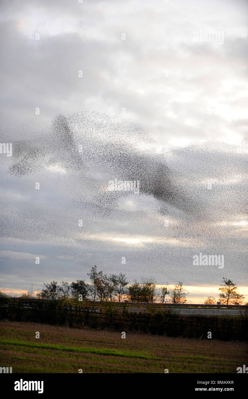 murmuration of starlings. Thousands of the birds fly in formation ...